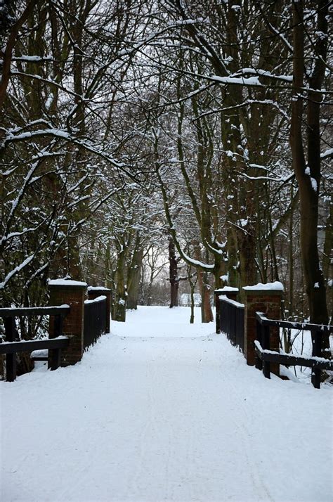 무료 이미지 나무 감기 다리 날씨 눈이 내리는 시즌 눈보라 싸늘한 냉랭한 동결 겨울의 흰색 우디 식물 겨울 폭풍 1496x2256