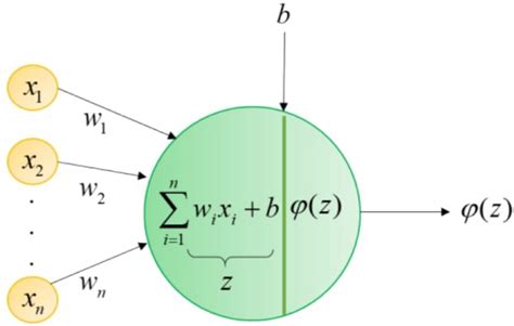 Illustration Of Neuron Showing The Inputs Download Scientific Diagram