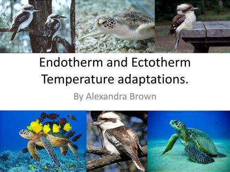 Ppt Endotherm And Ectotherm Temperature Adaptations Powerpoint