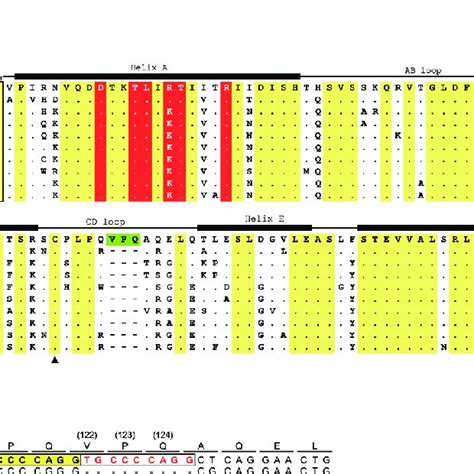 Nucleotide And Amino Acid Multiple Sequence Alignment Of Suncus Leptin Download Scientific