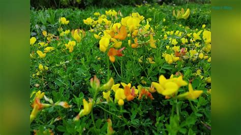 野地的花 Youtube