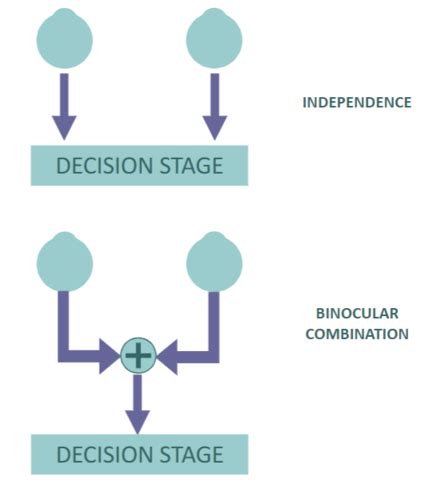 Binocular Summation Flashcards Quizlet