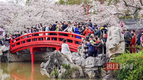 武汉东湖樱花园周末迎赏花潮 极目新闻