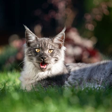 Cat Hyperthyroidism Supplements Nhv Natural Pet Products Blog