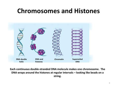 Mitosis And Cytokinesis Ppt Download