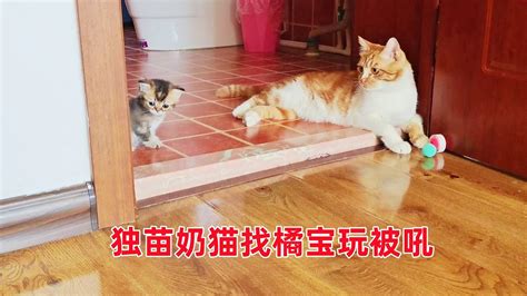 独苗小奶猫想找橘宝玩，几次近身终于惹怒橘猫，奶猫灰溜溜地逃跑 Youtube