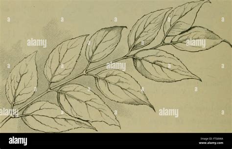 This 1901 Text Offers A Comprehensive Introduction To The Basic Principles Of Botany Including