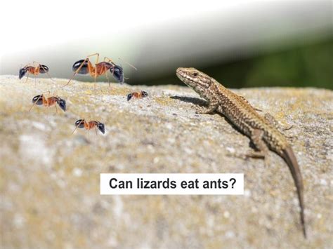 Lizard Eating Insect