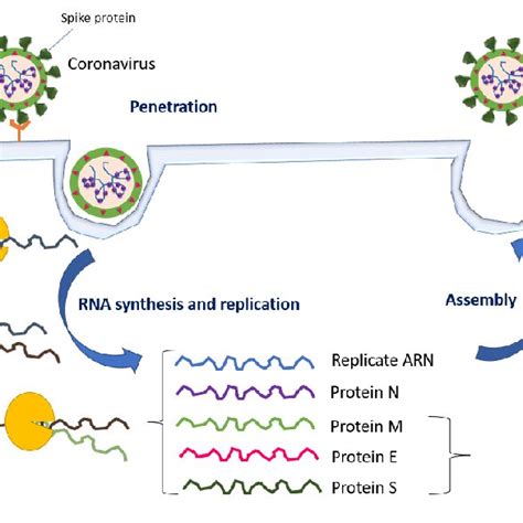 Schematic Representation Of The Sars Cov 2 Virus Life Cycle Adapted Download Scientific
