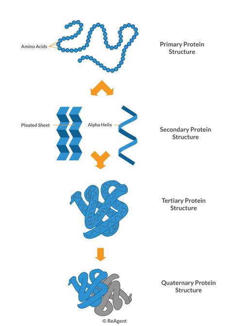 Difference Between Primary And Secondary Structure Of Protein Protein Structure Artofit