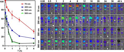 Effect Of Particle Size On The Pharmacokinetics And Biodistribution Of