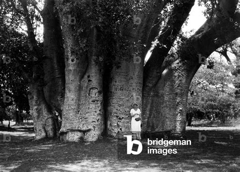 Image Of A Woman Posing At The Foot Of The Big Tree By Unknown Photographer 20th Century
