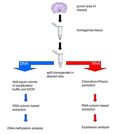 workflow for the simultaneous extraction of dna and rna the tissue