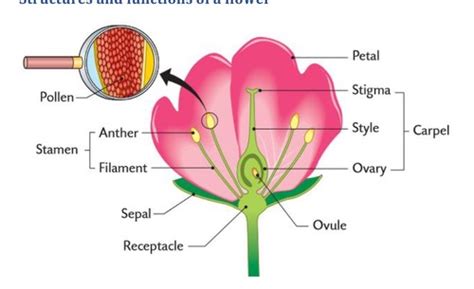 Sexual Reproduction In Flowering Plants Flashcards Quizlet