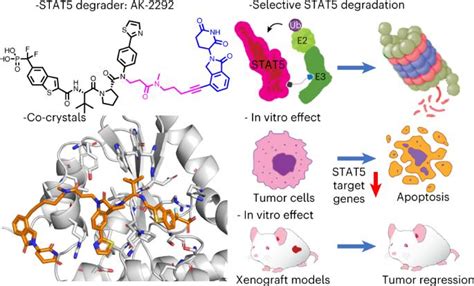 Jaeyoung Shin On Linkedin A Selective Small Molecule Stat5 Protac Degrader Capable Of Achieving…