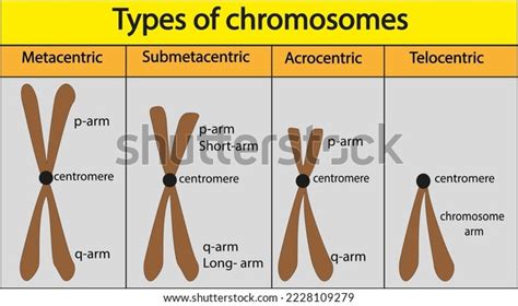 Types Chromosomes Centromere Location Stock Vector Royalty Free