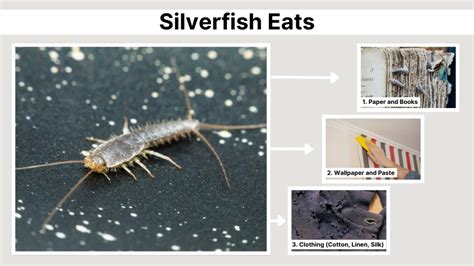What Do Silverfish Eat 12 Common Foods They Like And How To Find