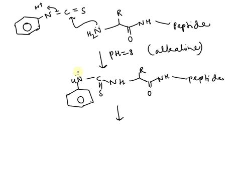 Solved Phenyl Isothiocyanate Pitc More Commonly Known As Edmans Reagent Is Used To