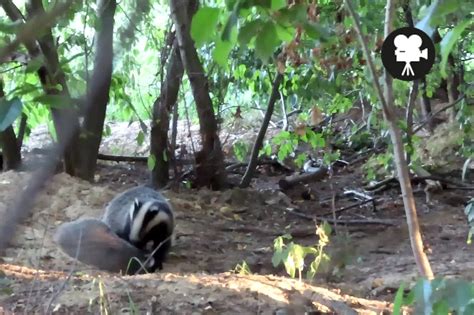 Natuurshot Van De Week Twee Jonge Dassen