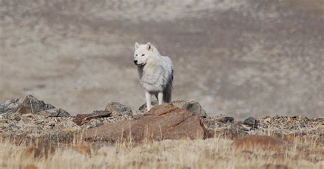 Wildlife Safety Quttinirpaaq National Park
