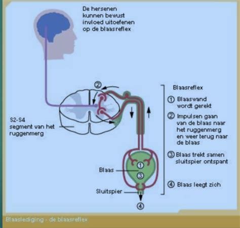 Mictie En Defecatie Problematiek Bij Neurologische Aandoeningen Quizlet