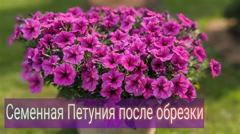 8 августа 2023 г. Изи Вейв Роуз Фьюжн в 40л одно растение - YouTube