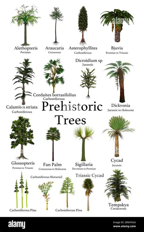 Prehistoric Trees A Collection Of Trees And Cycads That Lived During