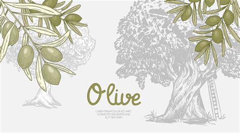 올리브 배경 녹색 올리브 가지와 올리브 나무 손으로 그린 복고풍 스타일을 스케치합니다 엑스트라 버진 오일 배너 벡터 일러스트 레이션 0명에 대한 스톡 벡터 아트 및 기타