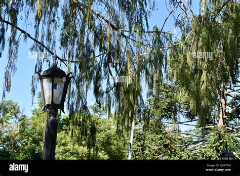 A Black Lantern Surrounded By Trees In A Park In Broad Daylight Stock Photo Alamy