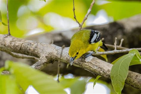 333 En La Categoría Common Lora De Fotos E Imágenes De Stock Libres