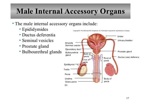 Picture Of Male Internal Organs