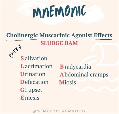 Cholinergic Agonists And Antagonists Flashcards Quizlet
