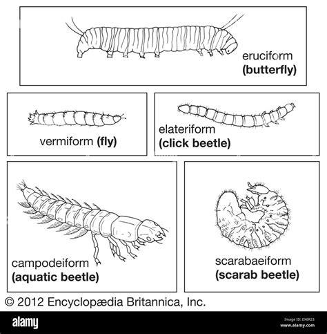 Insect Larvae Stock Photo Alamy