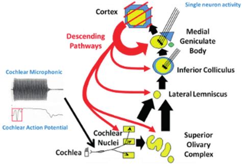 3 Schematic Diagram Of The Ascending Auditory Pathway