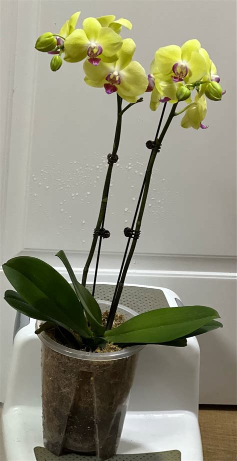 Барын ТОП цэцэг ЦАХИРМАА Orchid ҮНЭ 59к ЦЭЦГИЙН ХЭМЖЭЭ 55см өндөр БЭЛГЭДЭЛ 🌹Цахирмаа