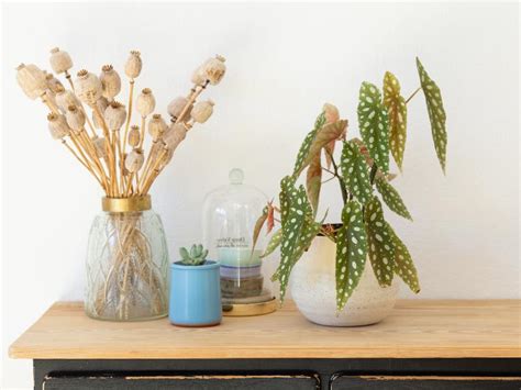 Discover The Best Methods To Propagate The Begonia Maculata Expert Tips