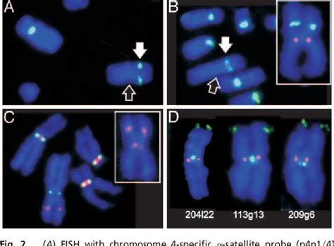Figure 2 From Human Centromere Repositioning In Progress Semantic Scholar