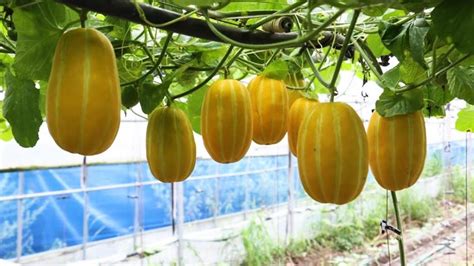 Easy Way To Grow Melons In A Small Space