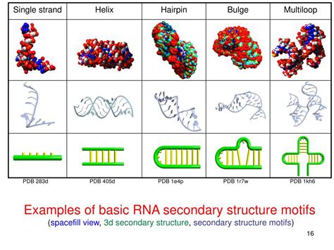 Ppt Folding Rna A Confluence Of Biology Mathematics And Physics