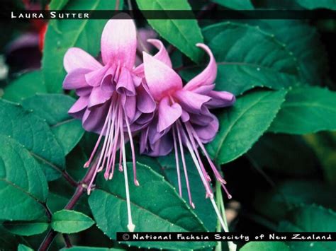 Laura Sutter Fuchsiafinder