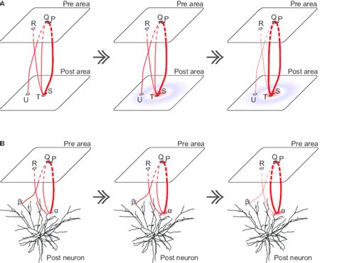 Self Organizing Map In Different Scales A The Original Notion Of Download Scientific