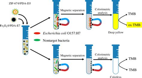 Illustration Of The Colorimetric Detection Of Escherichia Coli O157h7 Download Scientific Diagram