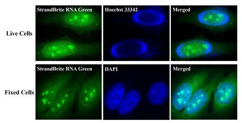 Selective Analysis Of Rna In Live And Fixed Cells With Strandbrite Rna Green Aat Bioquest
