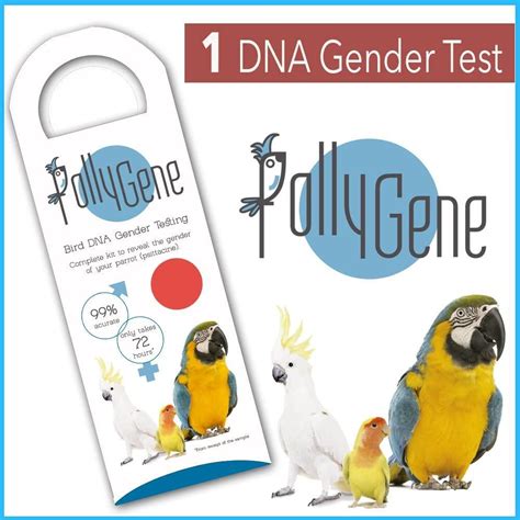 Avian DNA Sexing Kit For Parrots Macaws Lovebirds More 300 Psittacines Gender Reveal