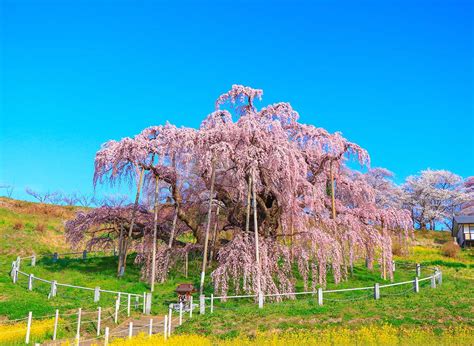 Sakura A Famosa Floração Da Cerejeira No Japão Stories Japan House São Paulo