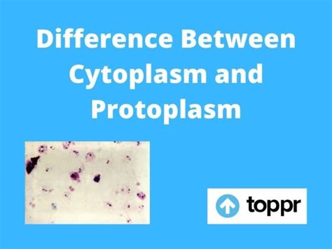 Difference Between Cytoplasm And Protoplasm In Tabular Form