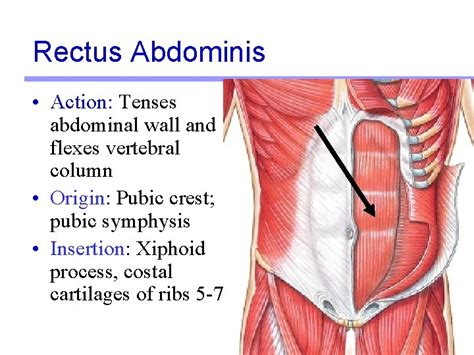 Rectus Abdominis Origin Insertion Youtube