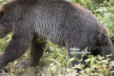 그리 즐 리 베어 날카로운 발톱 0명에 대한 스톡 사진 및 기타 이미지 0명 경관 곰 Istock