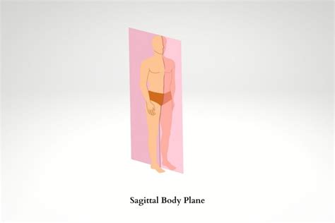The 3 Anatomical Frame Planes And Actions Sagittal Coronal