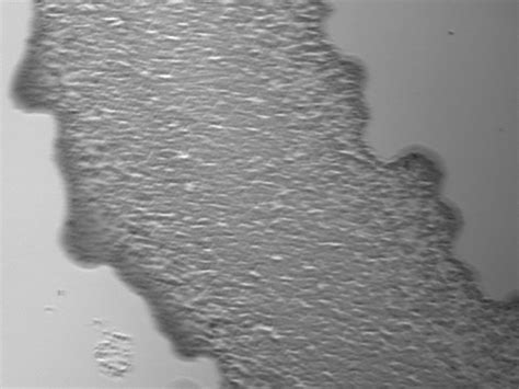 Cell Printing Experimentation Course Wiki